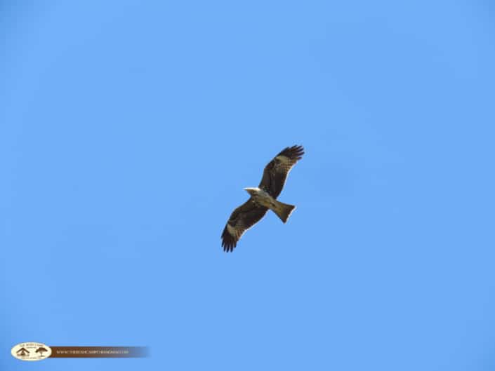 Unique Birdwatching in Northern Thailand with The Bush Camp